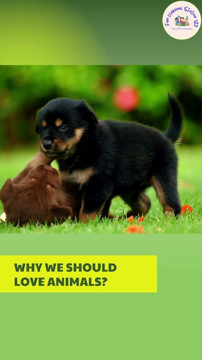 Learning to Love Animals - by Fun Learning Station #kidseducation # ...