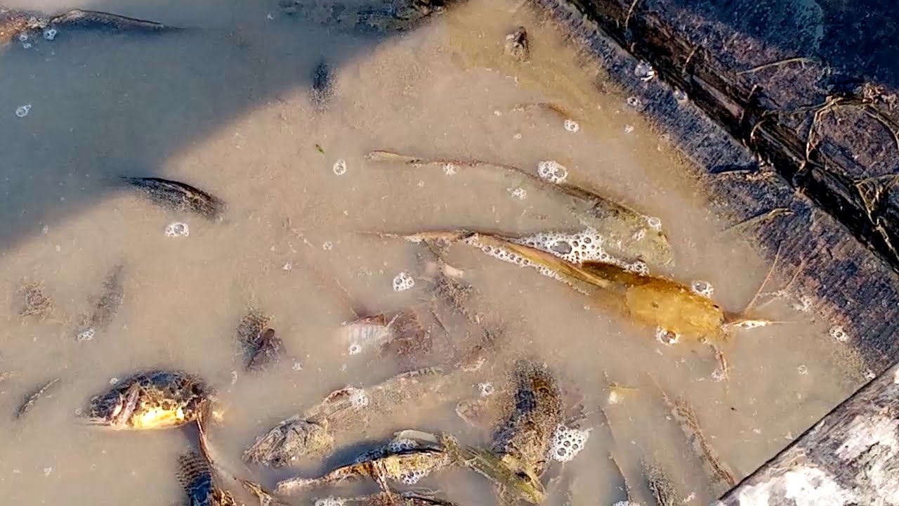 Catfish Catching in mud water by hand।। Find out fish from the mud ...