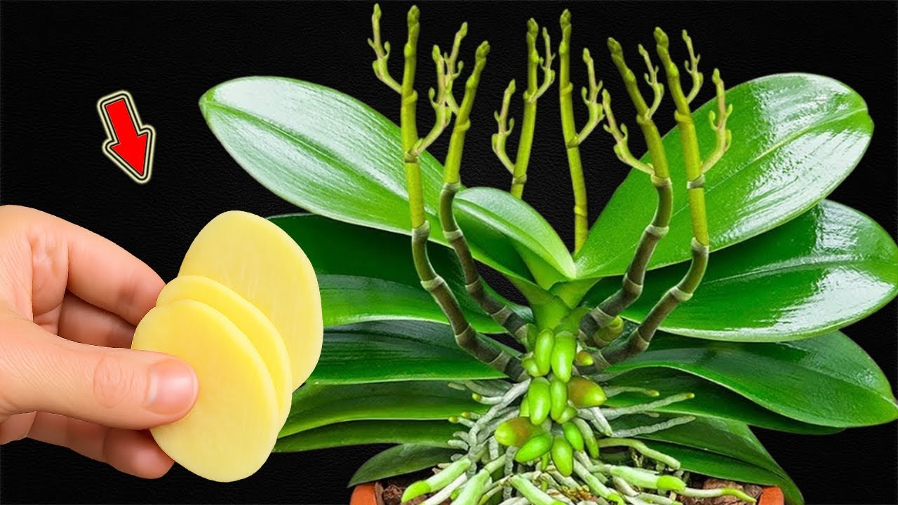 Just 1 Thin Slice! Weak Orchid Suddenly Takes Root And Blooms Super ...