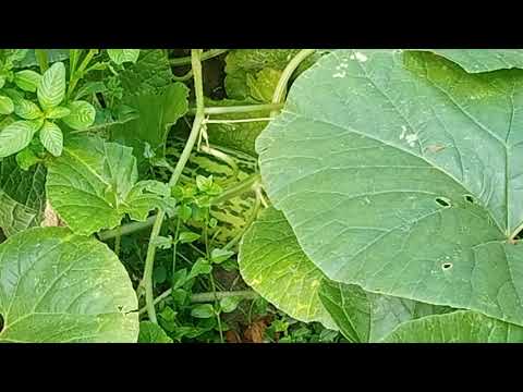 Bangi Kheti #Siral #Musk Melons Farming