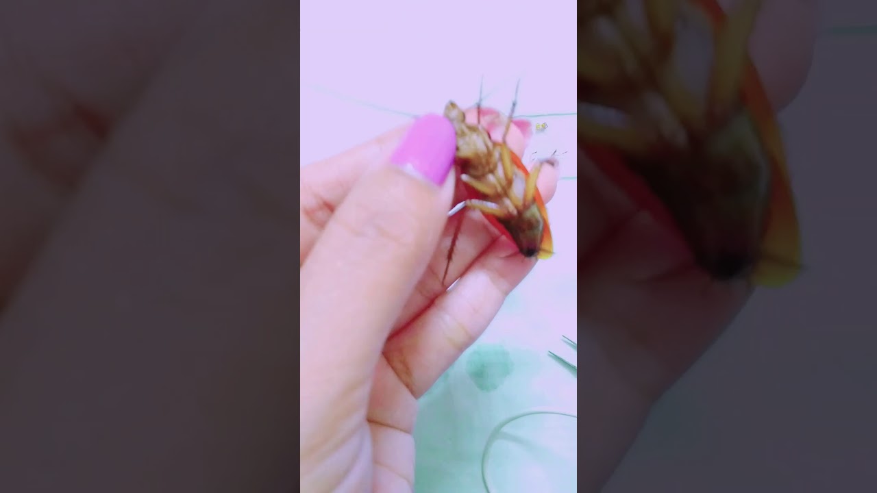 Dissection of Cockroach mouthparts - YouTube