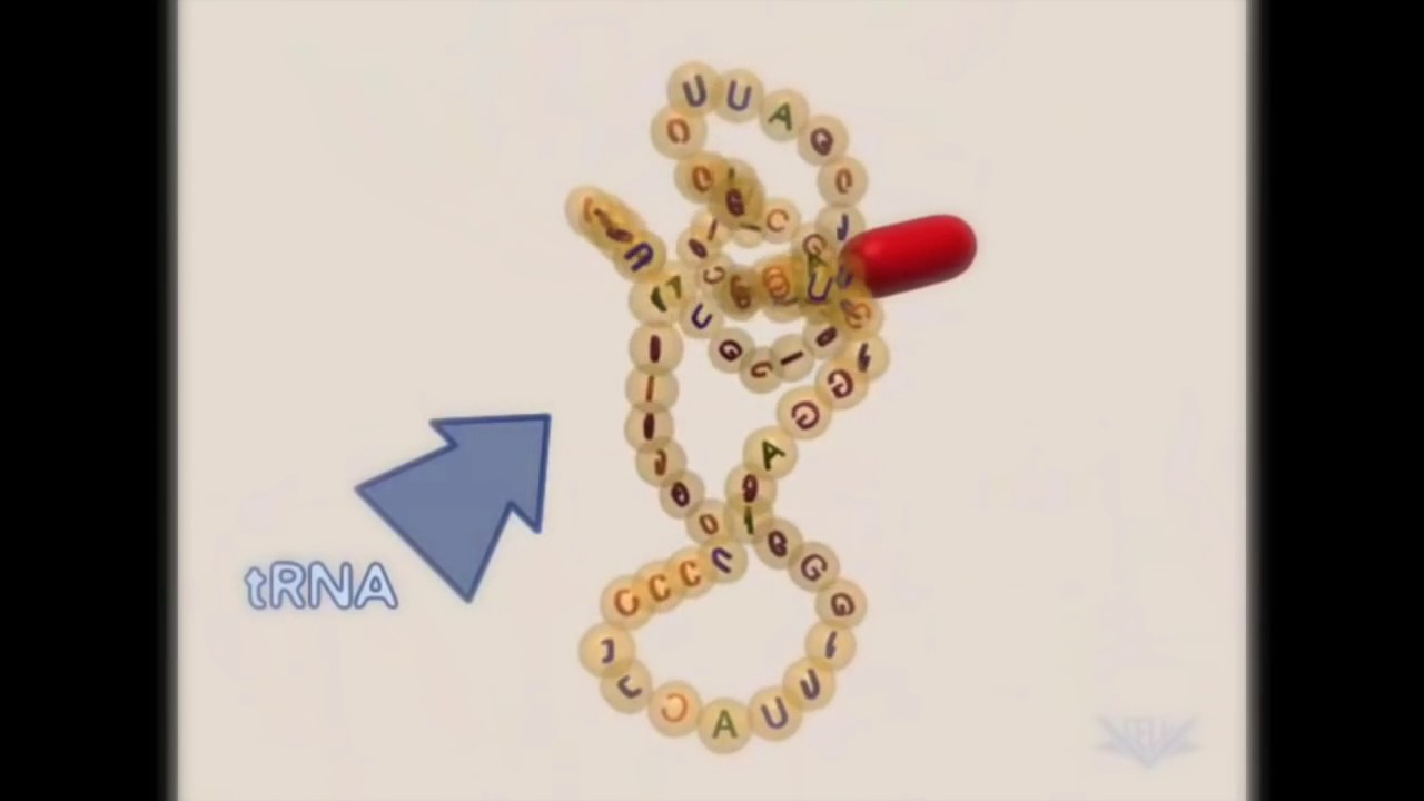 Transcription and Translation ANIMATION MADE EASY - YouTube