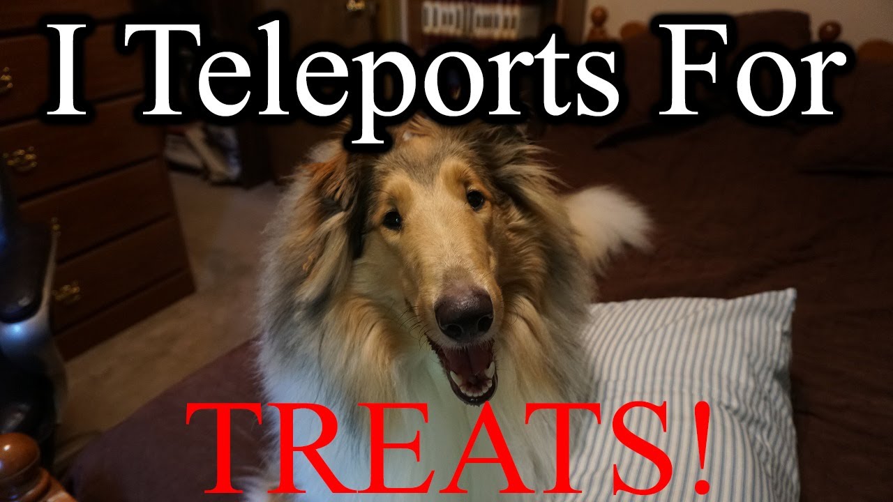 My Brilliant Dog Can Teleport! - YouTube