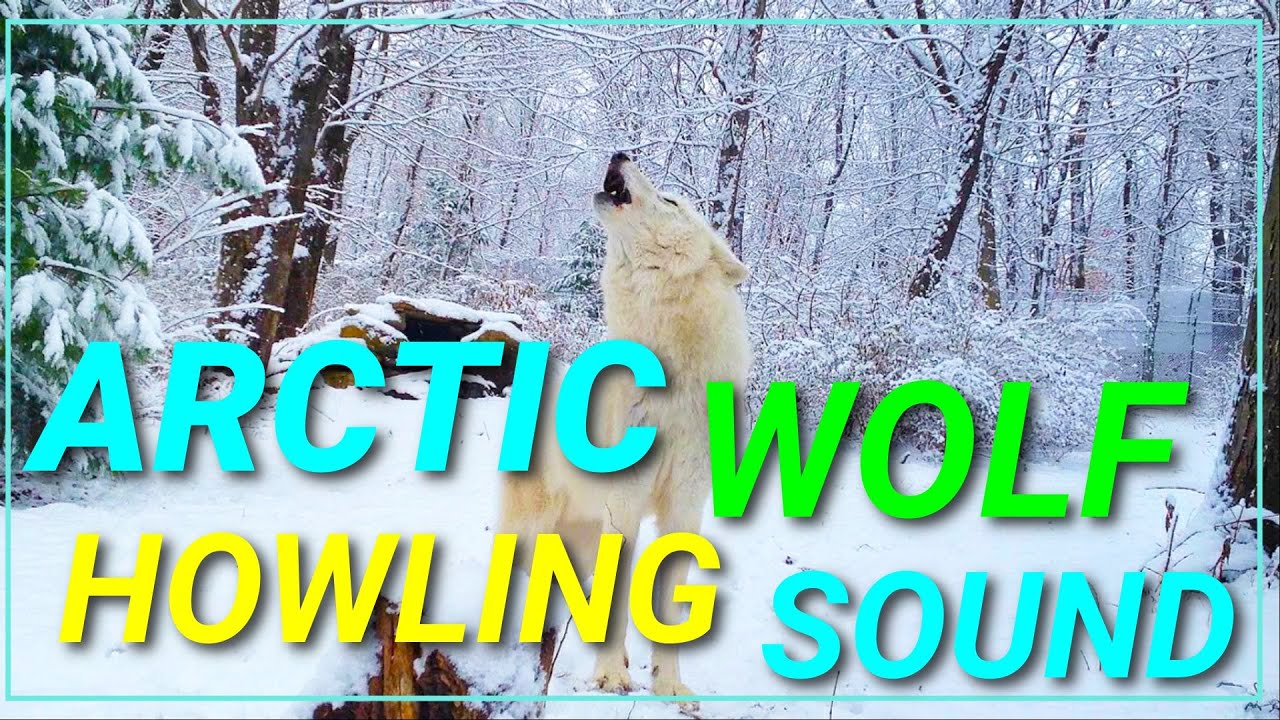 Remastered White Arctic Wolf Howling Sound effect With Pictures | Dog ...