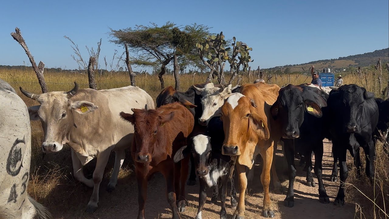 VACUNANDO Y HERRANDO BECERROS EN DÍA DOMINGO 🐮🐮👨‍🌾 - YouTube
