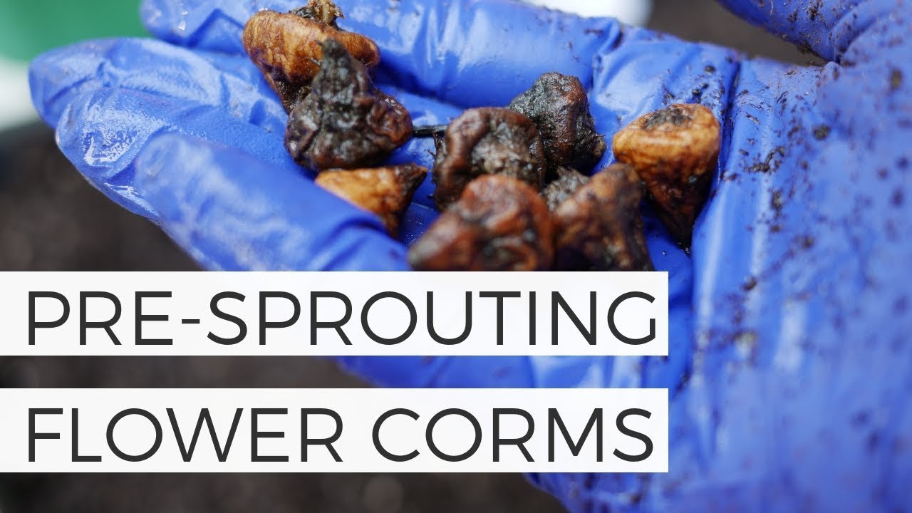 Planting and Pre Sprouting Ranunculus and Anemone Corms in Fall - Cut ...