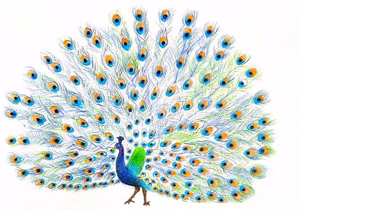 how to draw a peacock easy peacock drawing peacock draw tutorial - YouTube