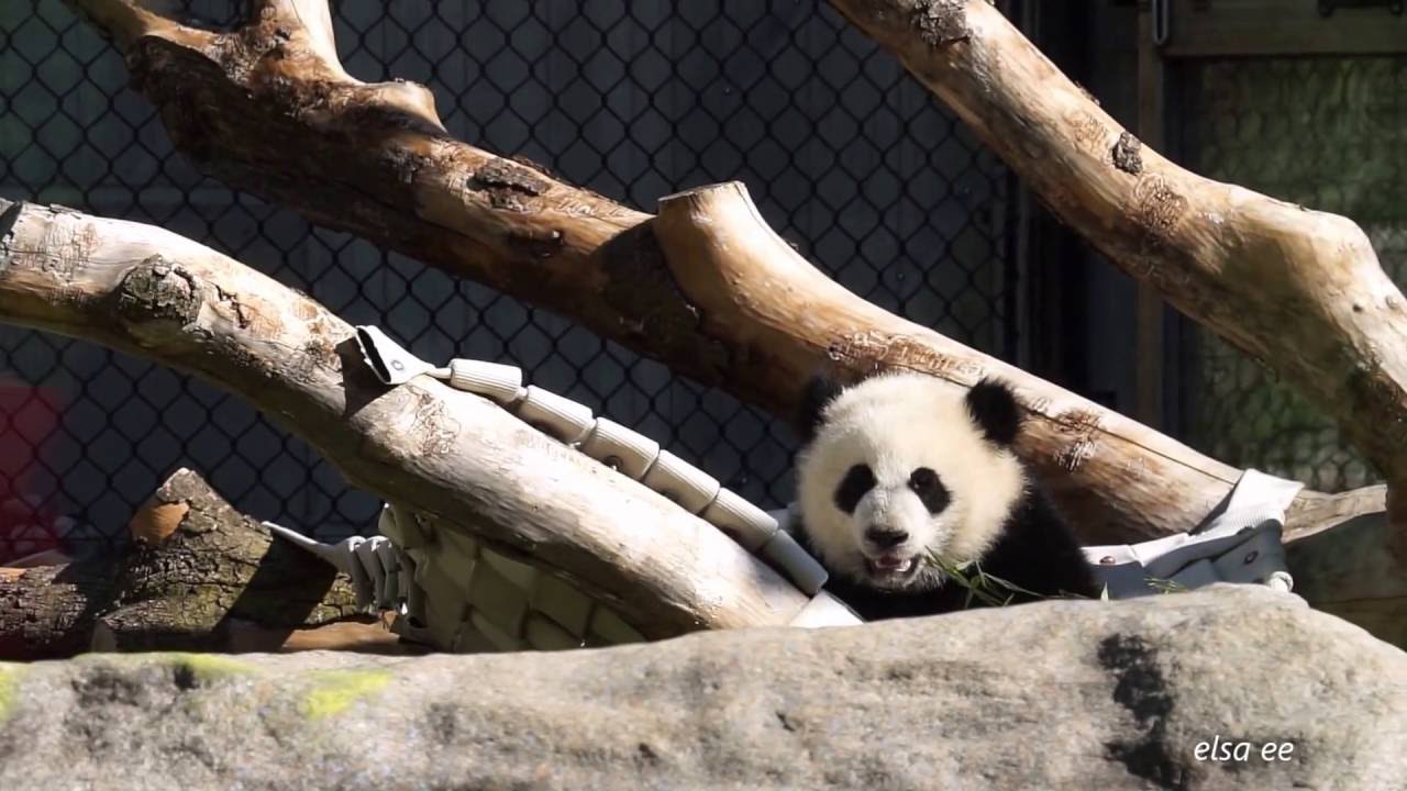 Toronto Zoo panda cub falls n rolls - YouTube