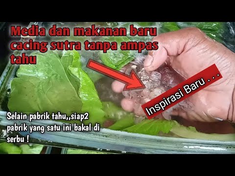 Media Dan Makanan Terbaru Untuk Cacing Sutra Tanpa Ampas Tahu - YouTube