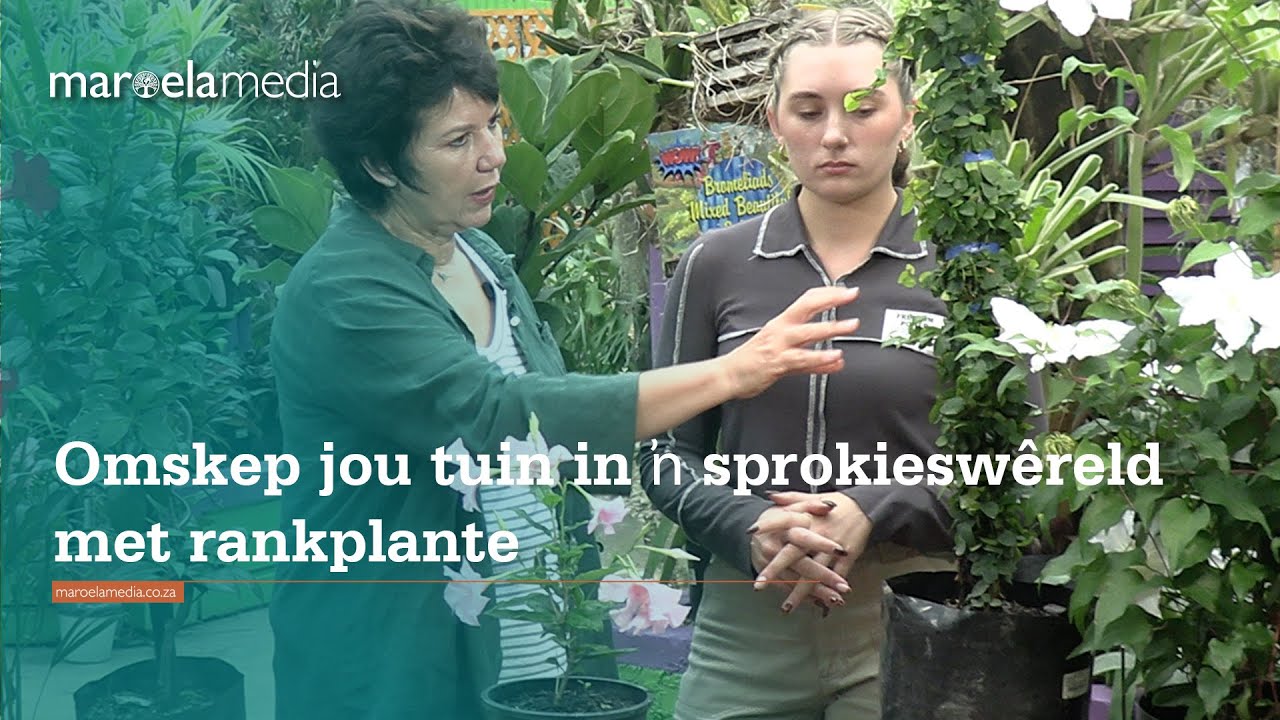 Omskep jou tuin in ŉ sprokieswêreld met rankplante - YouTube