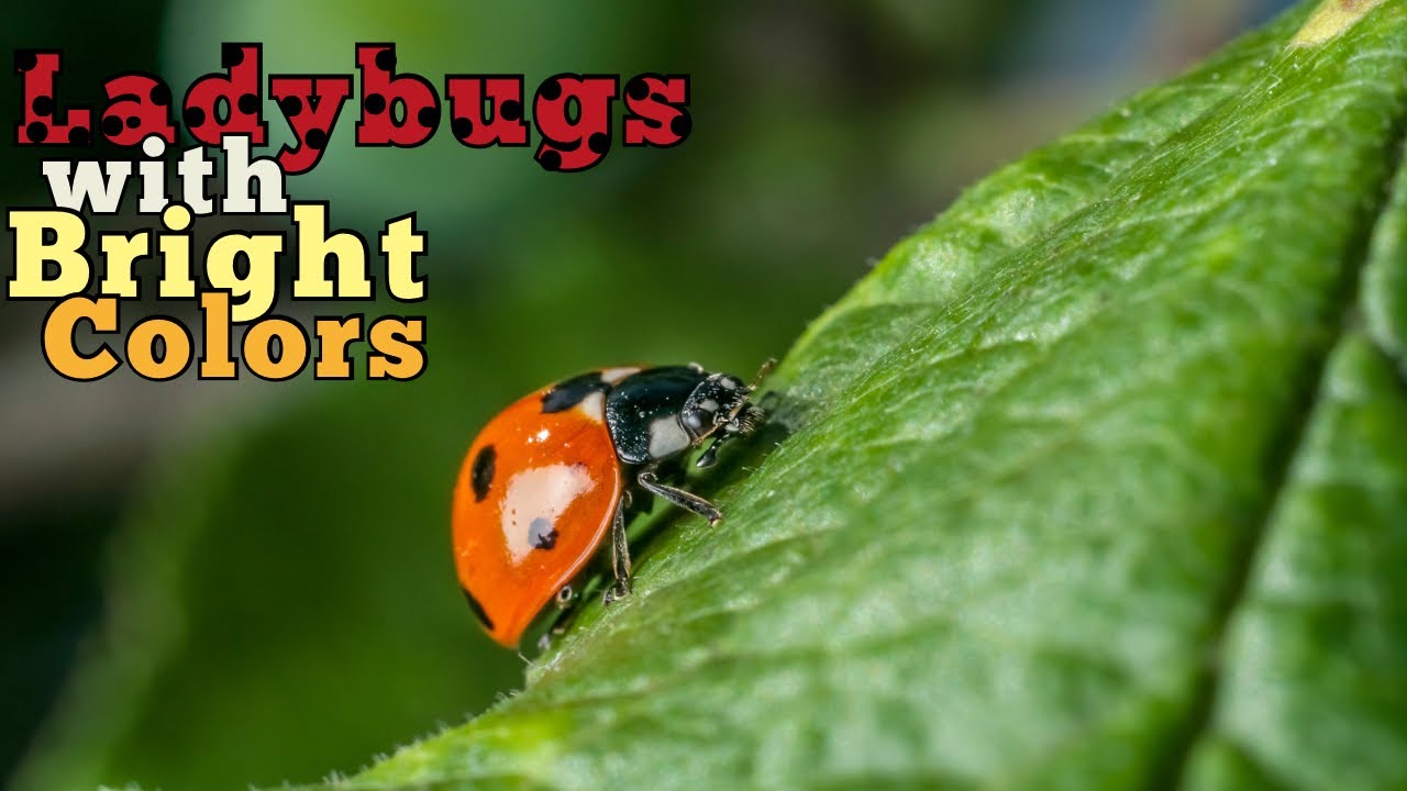 How Ladybugs Defend Themselves with Bright Colors - YouTube