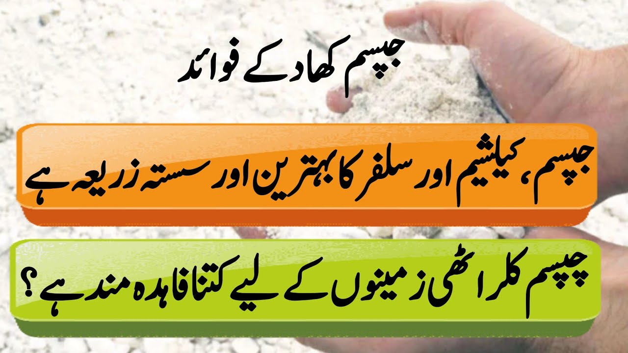 role of gypsum fertilizer|use of gypsum for betterment of soil|gypsum ...