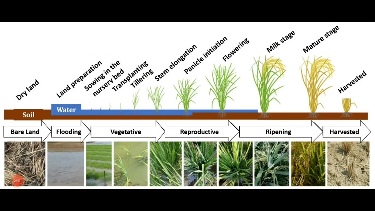 Growth Stages in Rice Cultivation 🌾🌾 - YouTube