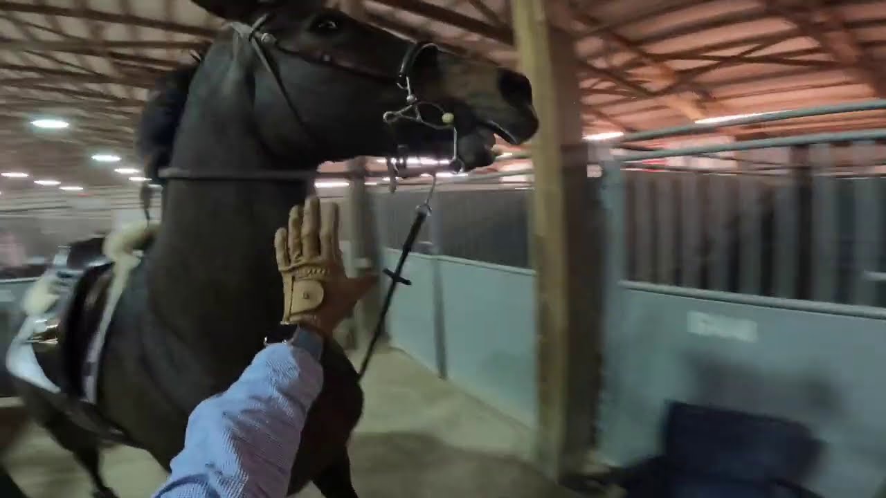 VLOGMAS - DAY 12 // GoPro Horse Show Raws! - YouTube