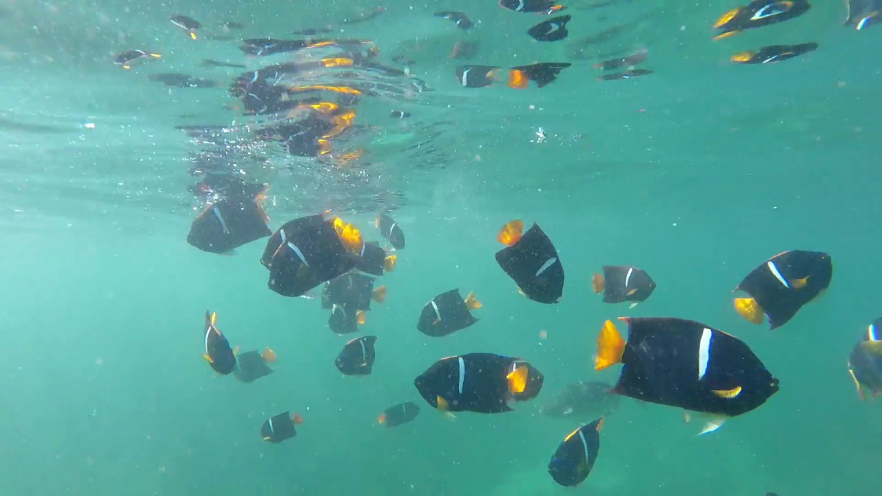 Swimming with the fishies - YouTube