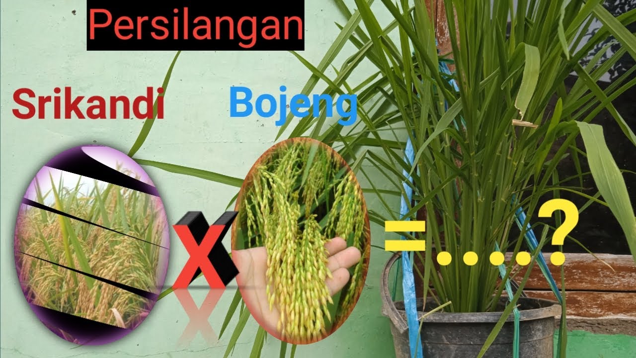 Persilangan Padi Srikandi dan Bojeng(kebo Ranjeng). - YouTube