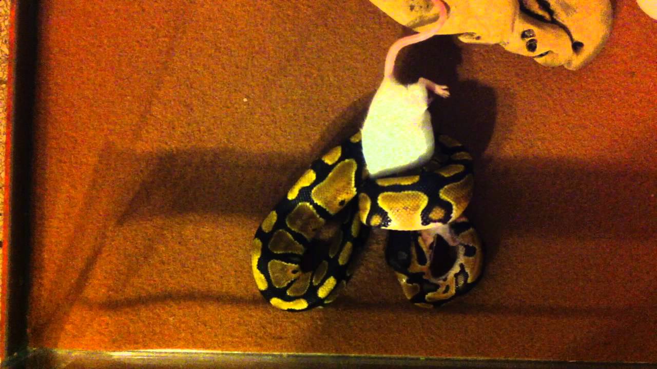 baby pitone reale vs big topo........kate all'attacco!!!!! ( python vs mouse) - YouTube