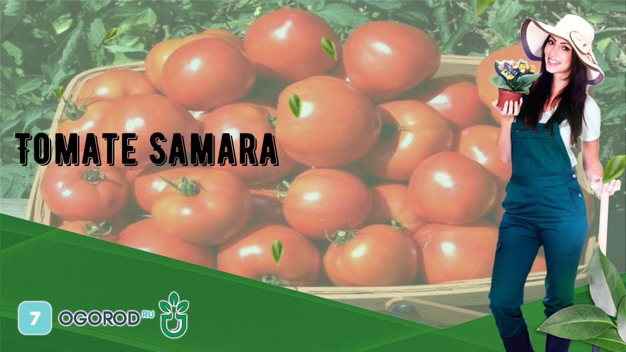 Tomate Samara - YouTube