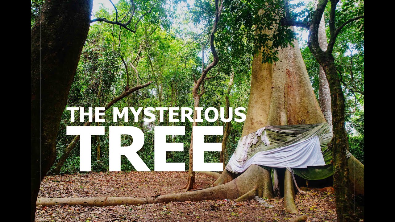 The spiritual and a mysterious tree (Igi-Nla/Asorin) found in West ...