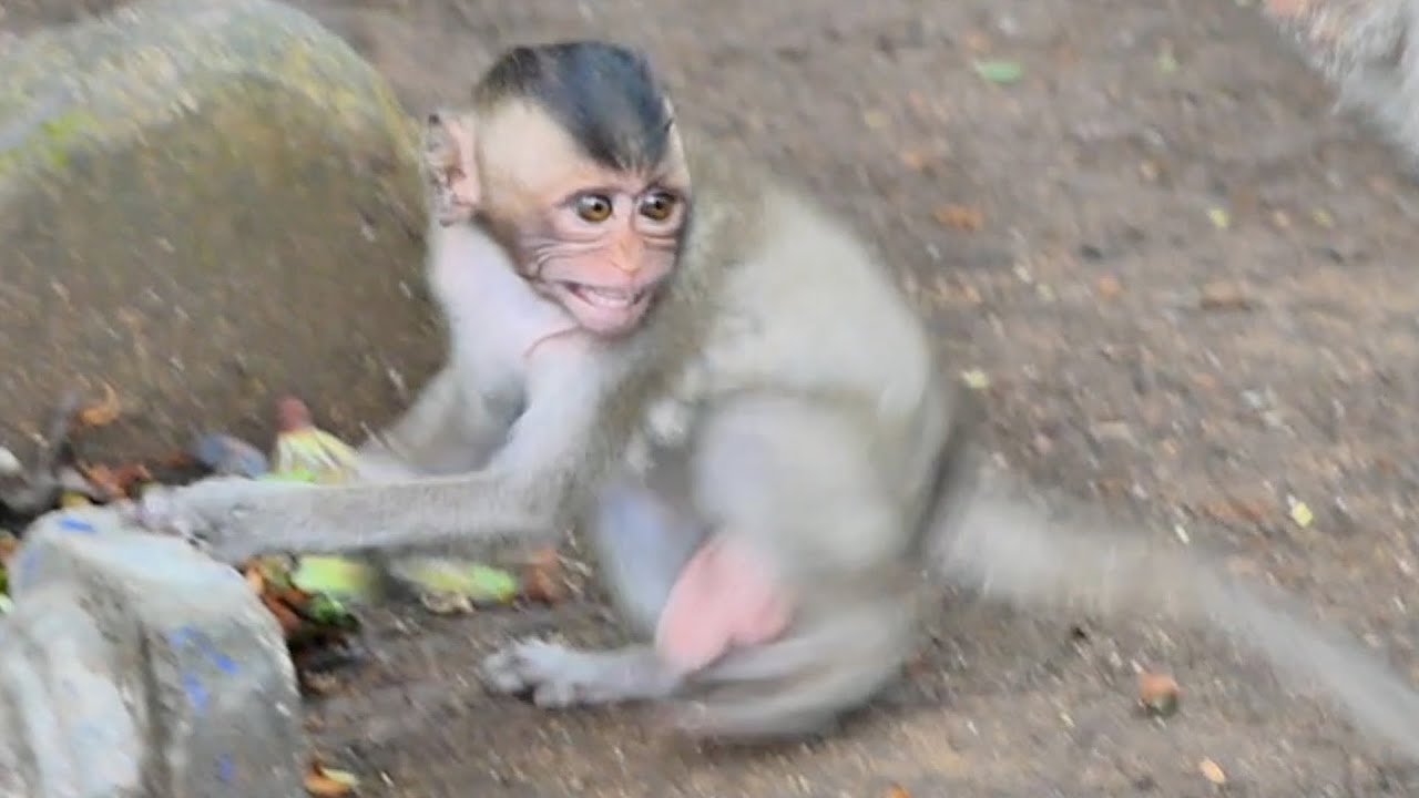 Little Monkey Emila feels unhappy before Mama Emila comes to comfort ...