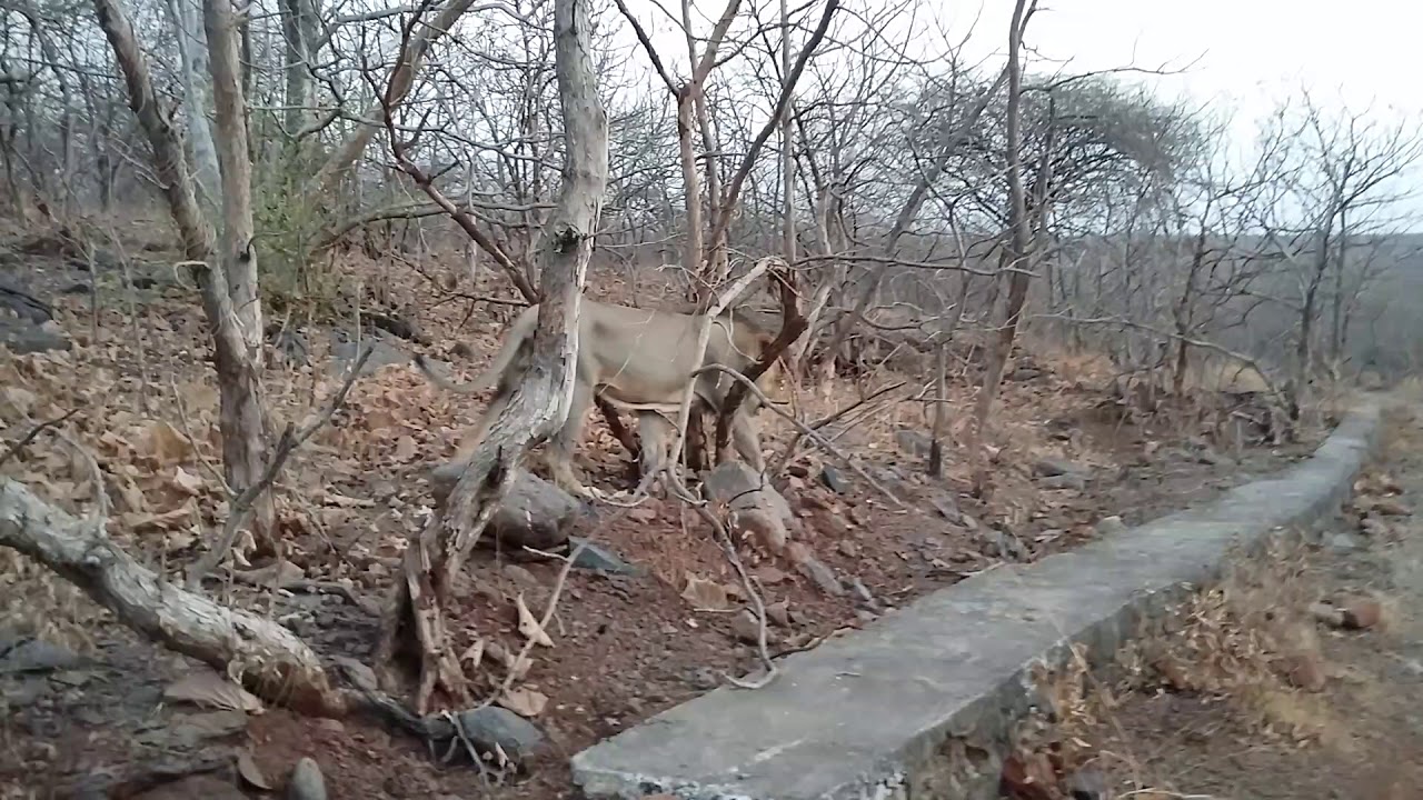 Savaj @Sasan Geer forest - YouTube