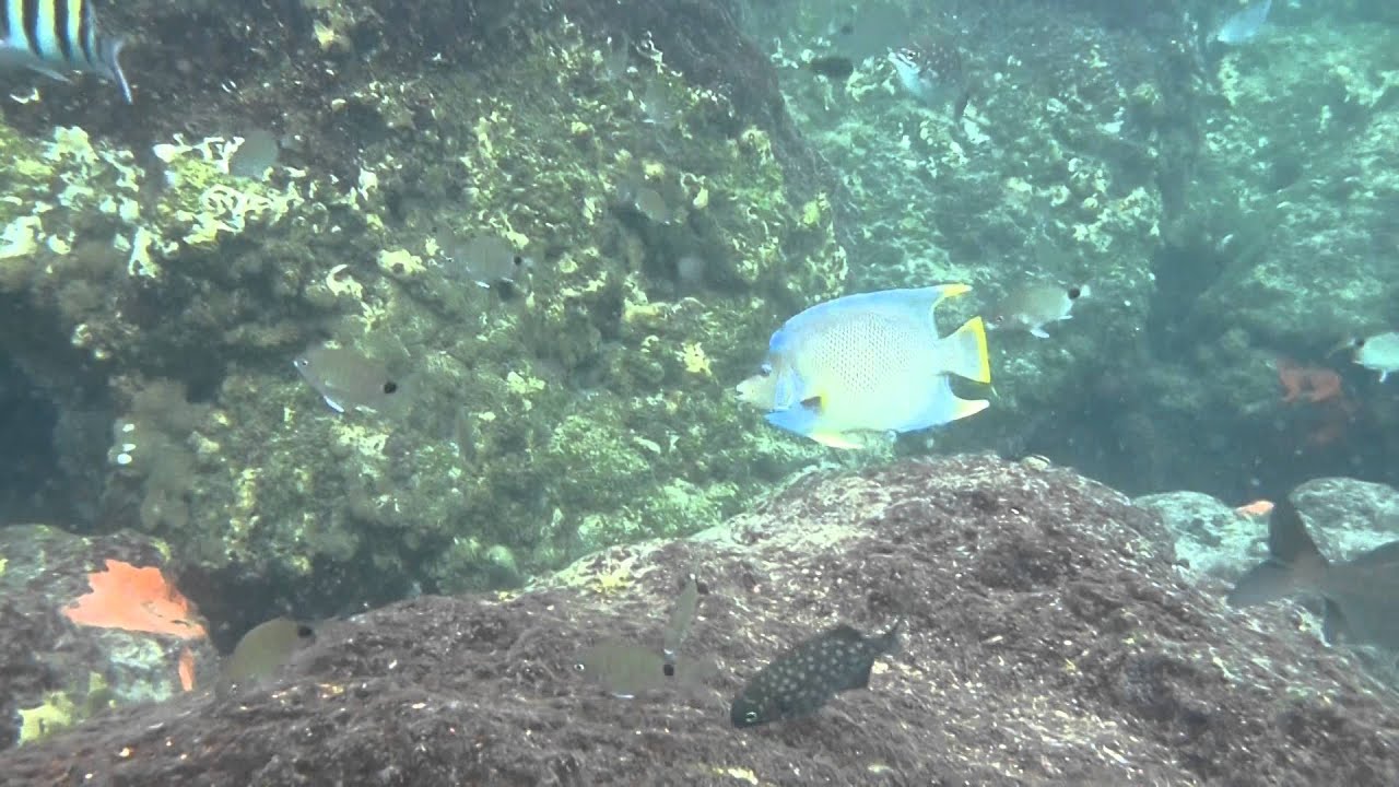 townsend angelfish - YouTube