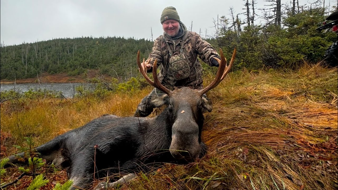 Where ya wannabee week 4 (Newfoundland moose hunting) 2024 - YouTube