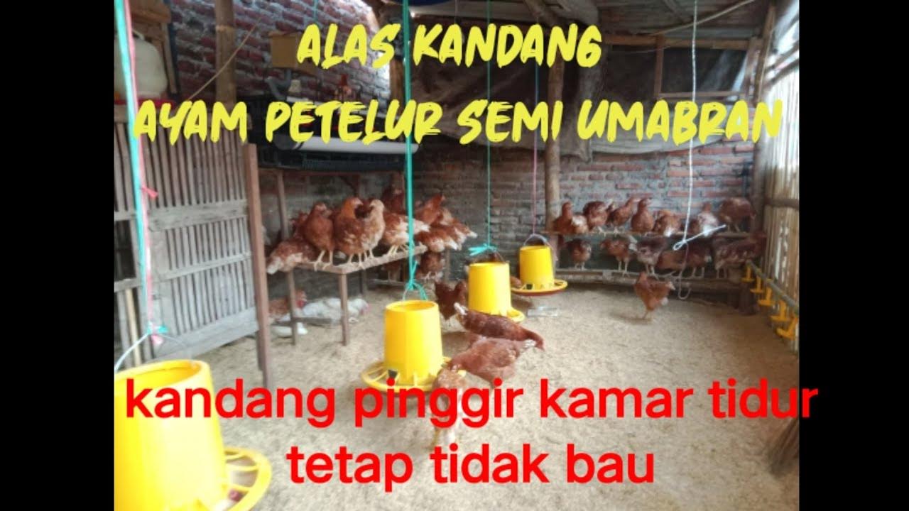 Alas kandang ayam petelur umbaran sekala rumahan - YouTube