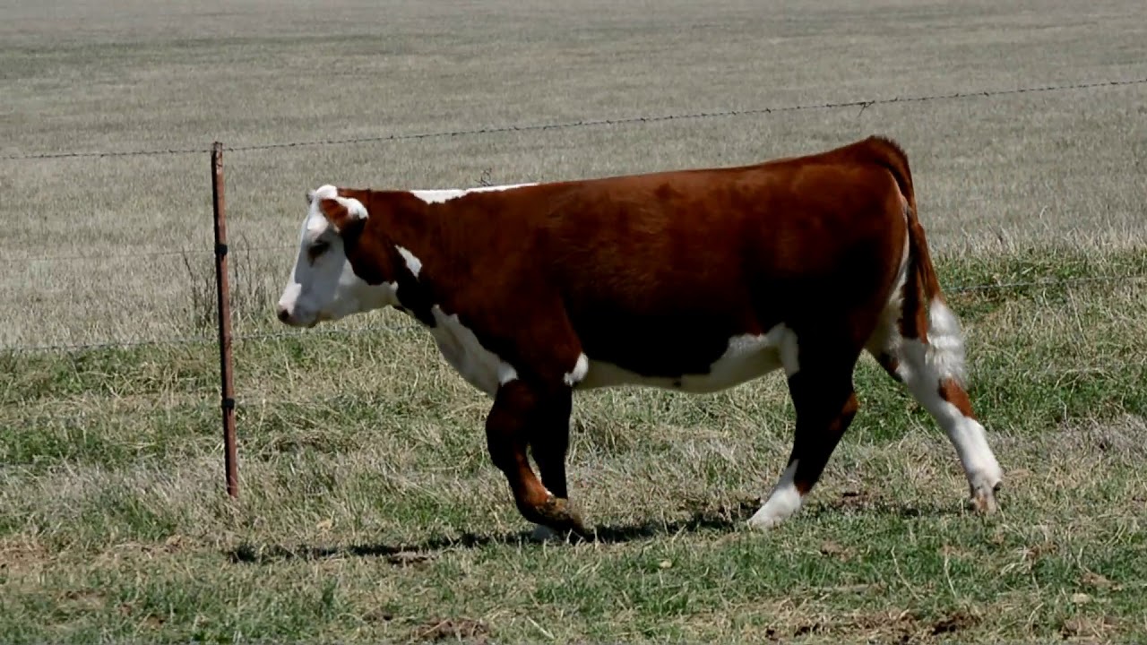 Bar A Cattle Co 747 - YouTube