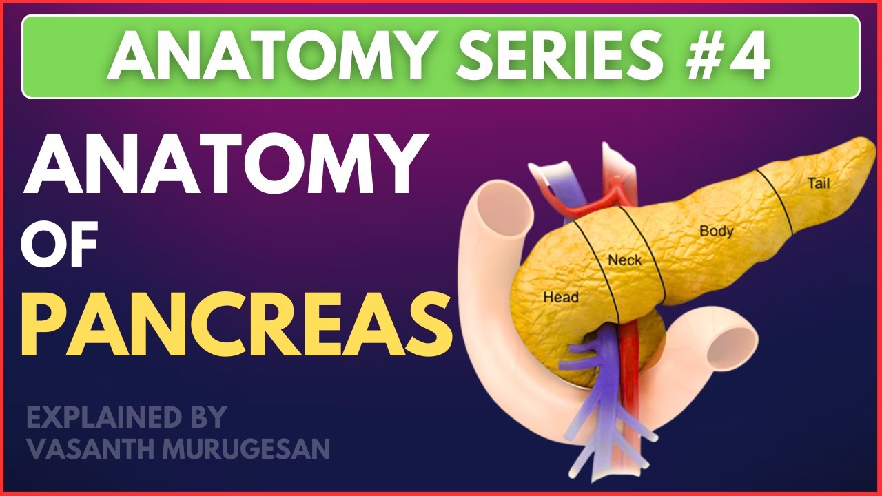 Anatomy of Pancreas | தமிழில் - YouTube