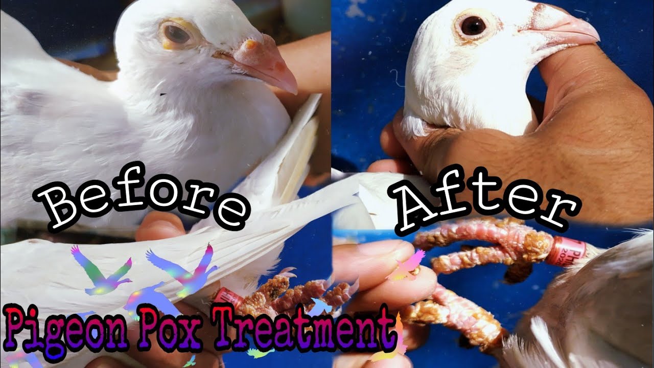 PIGEON POX TREATMENT/ MABISANG GAMOT SA BULUTONG NG KALAPATI - YouTube