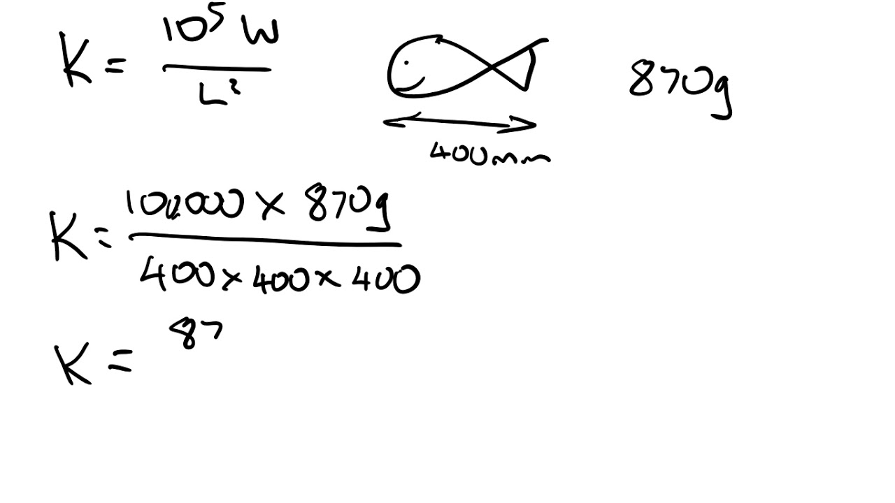 Calculating Fish Condition Factor - YouTube