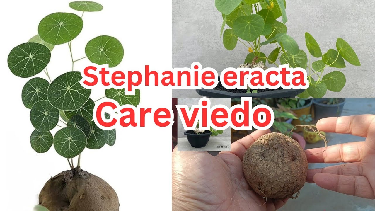 Stephania erecta plant grow method, information about full care viedo ...