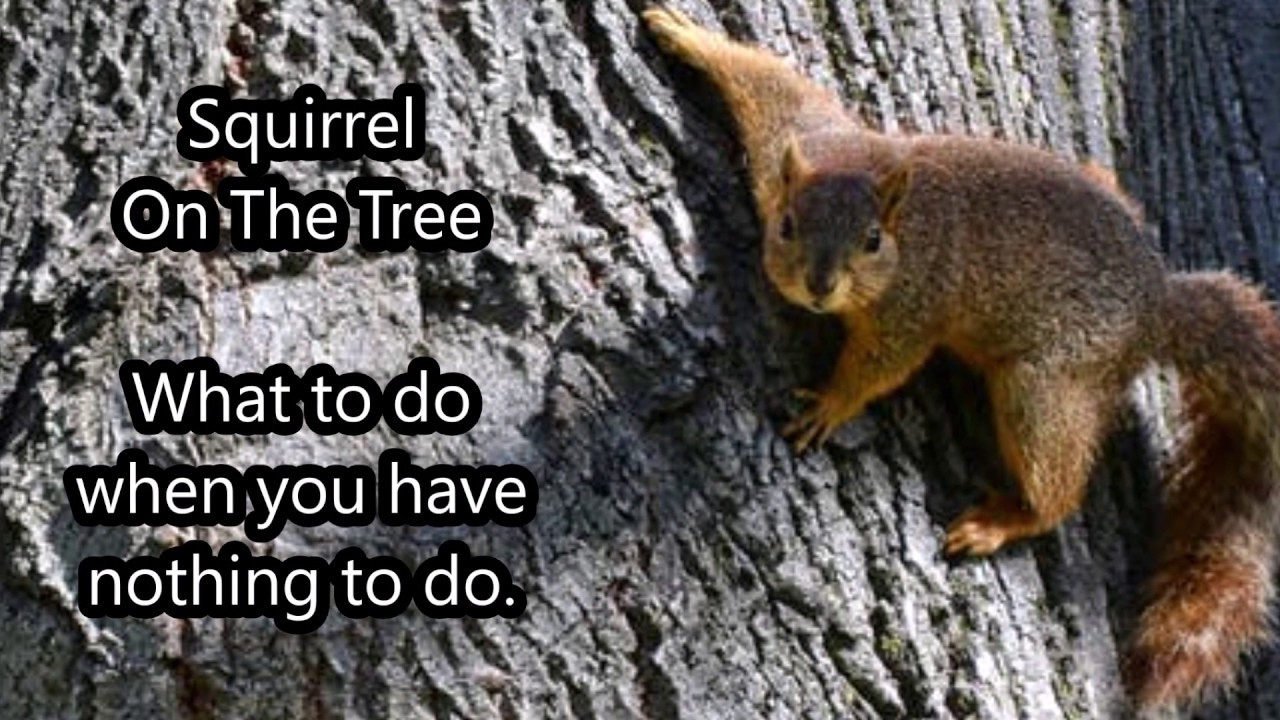Squirrel On The Tree | What To Do When You Have Nothing To Do - YouTube