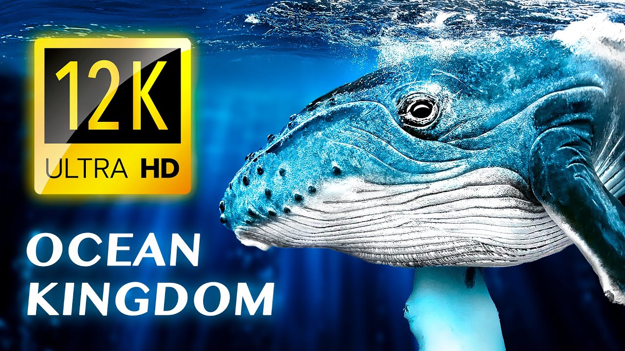 OCEAN KINGDOM 12K VIDEO ULTRA HD - YouTube