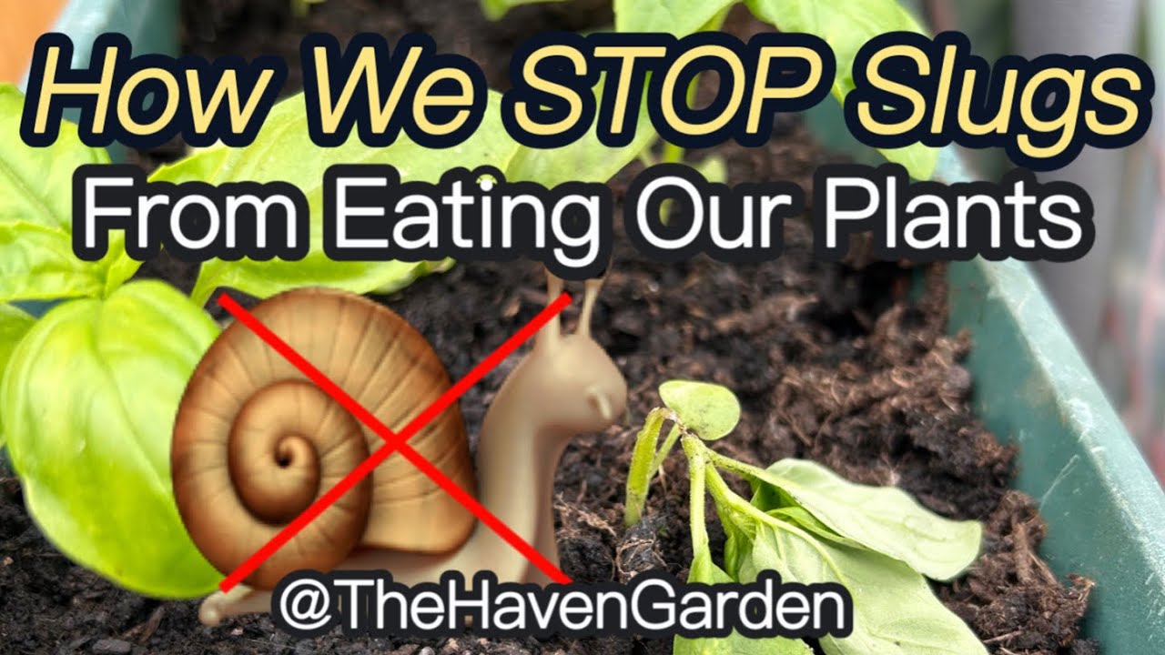 How We Stop #Slugs From Eating Our Plants | #CopperTape - YouTube