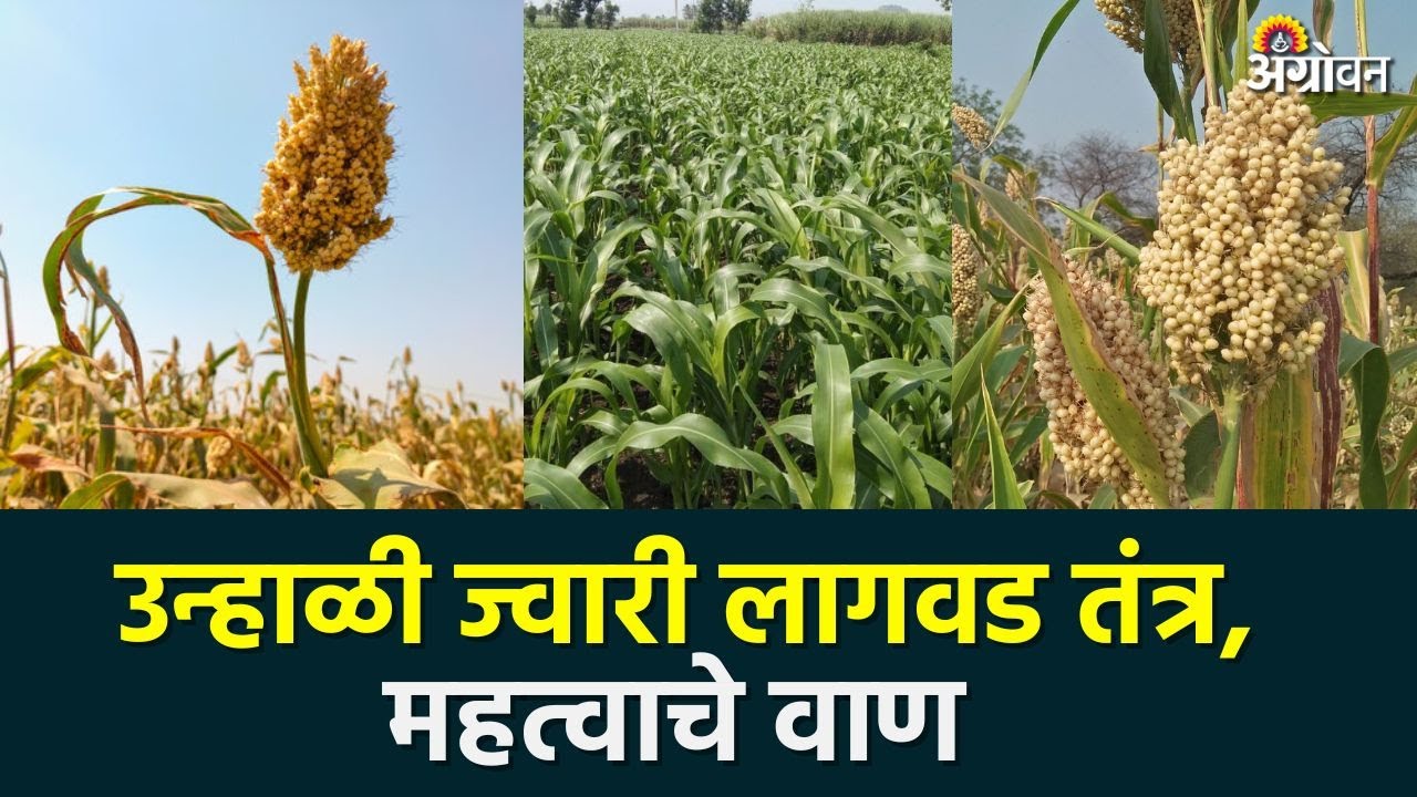 Summer Jowar Sowing : उन्हाळी ज्वारी लागवड तंत्रज्ञान | Agrowon - YouTube