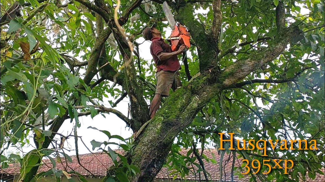 High risk, mossy logging close to home, Husqvarna 395xp - YouTube