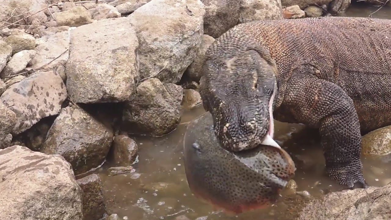 reckless!! Komodo dragon swallows a dangerous stingray until what ...