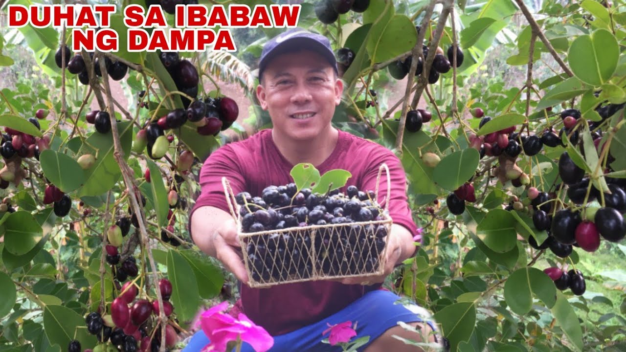 JAVA PLUM (DUHAT) HARVESTING | Biyaherong Batangueno - YouTube