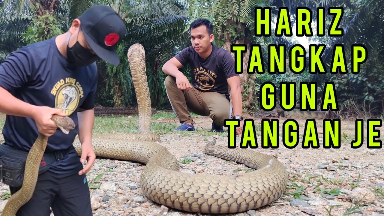 TEDUNG SELAR 12kaki RUMAH KONGSI INDONESIA TERTANGKAP - YouTube