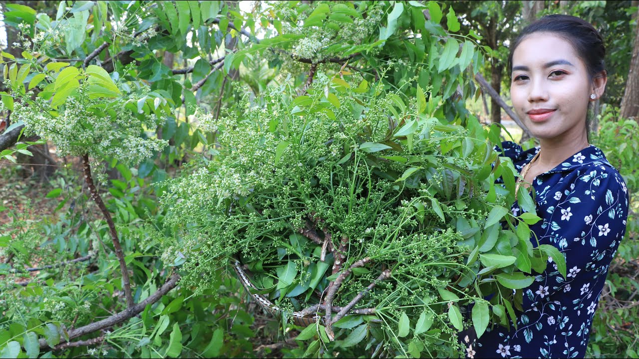 Pick Sdao in my homeland and cooking Sdao salad recipe - Healthy ...