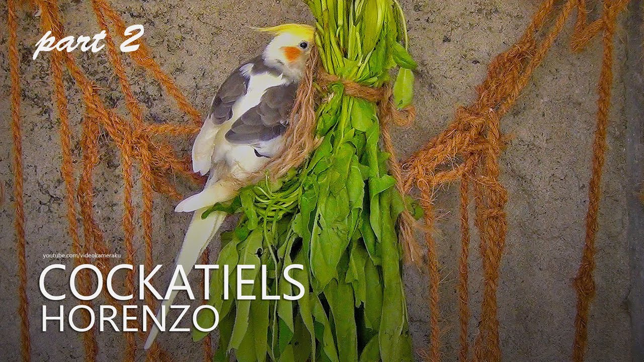 Cockatiels and Horenso (Japanese Spinach) | Part 2 - YouTube