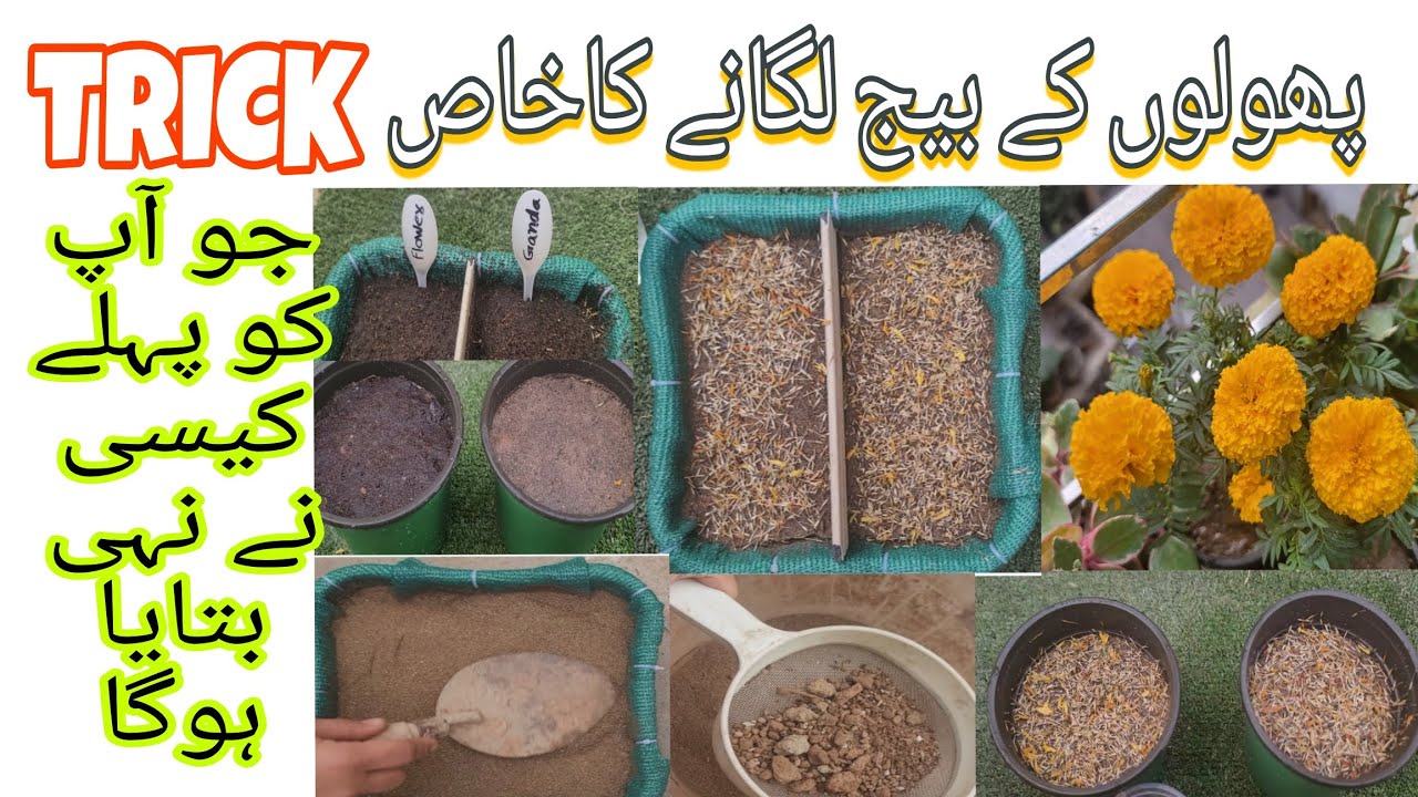 How to Grow Flower Seeds| My Seedling Tricks and Tips|With 100% success result - YouTube