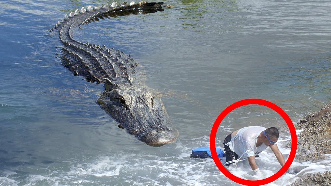 ¡Los 10 ATAQUES DE ANIMALES Recientes Más Aterradores! - YouTube
