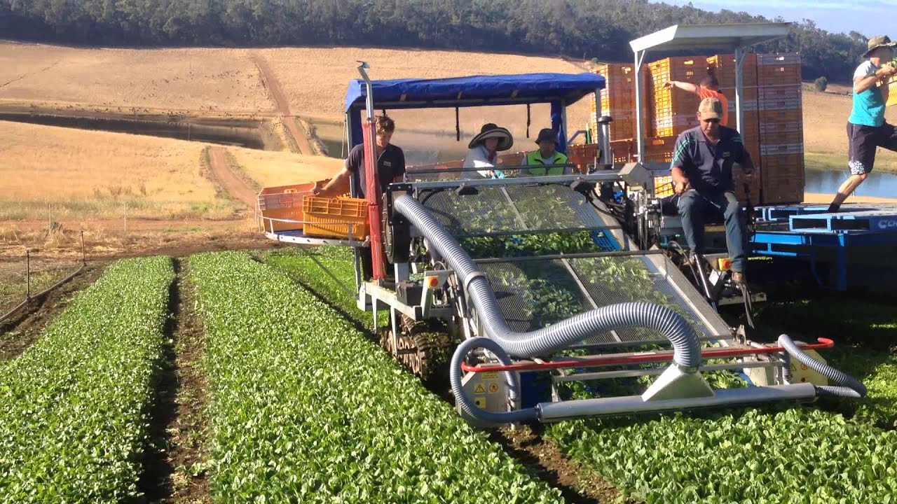 Morrish Engineering SH3 Baby Harvester, with crate carrousel - YouTube