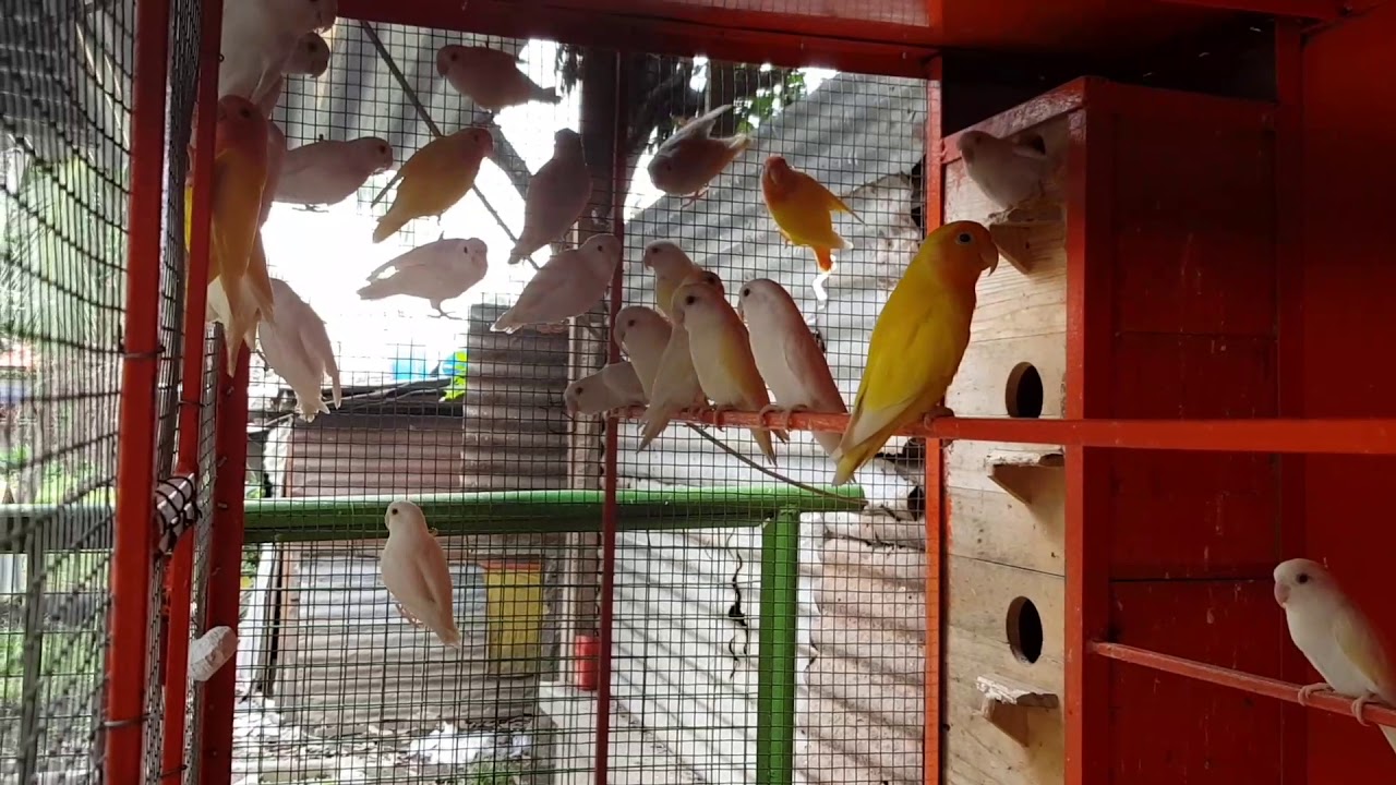 Albs 1. Mating colony - YouTube