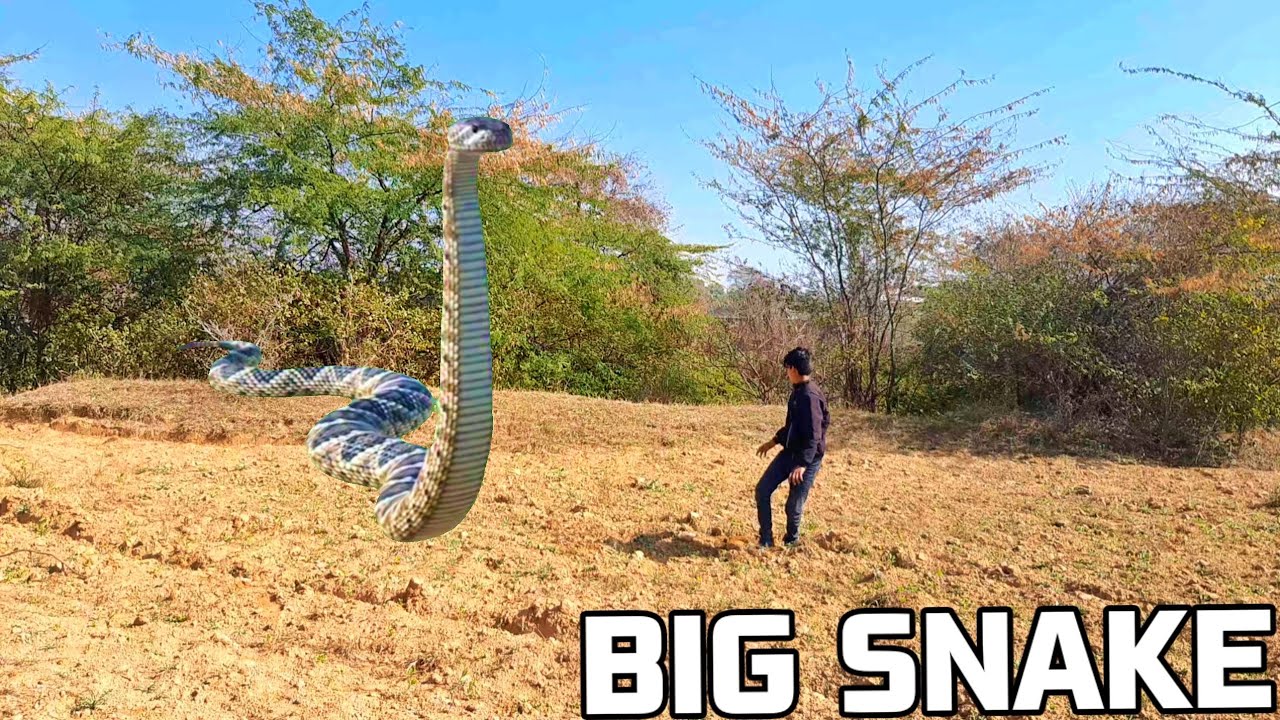Naagin Real Life Attack | Anaconda Snake Real Life | Big Snake | Snake ...