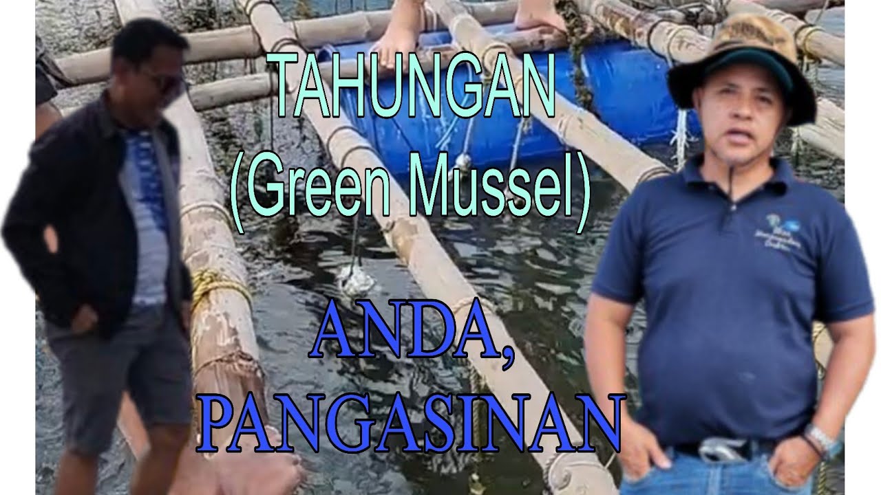 TAHUNGAN (Green Mussel) Anda, PANGASINAN👍 - YouTube