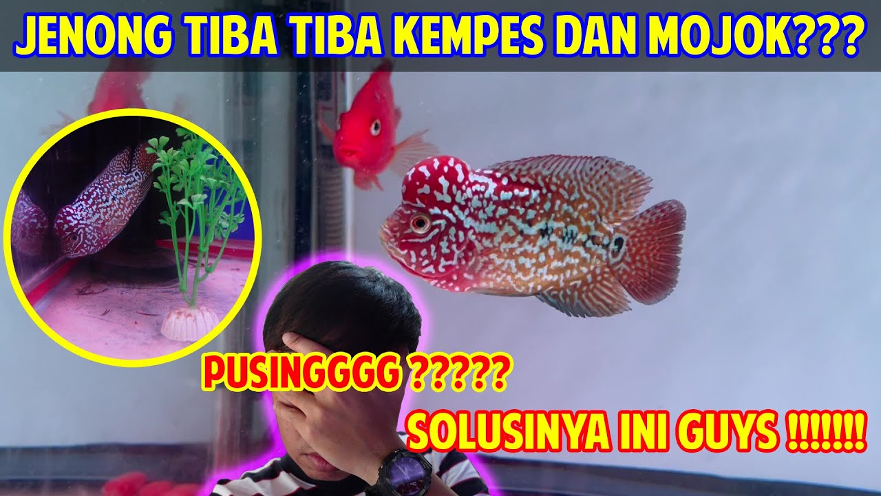 IKAN LOUHAN JENONG KEMPES,MOJOK DAN TIDAK MAU MAKAN ?? SOLUSINYA ...